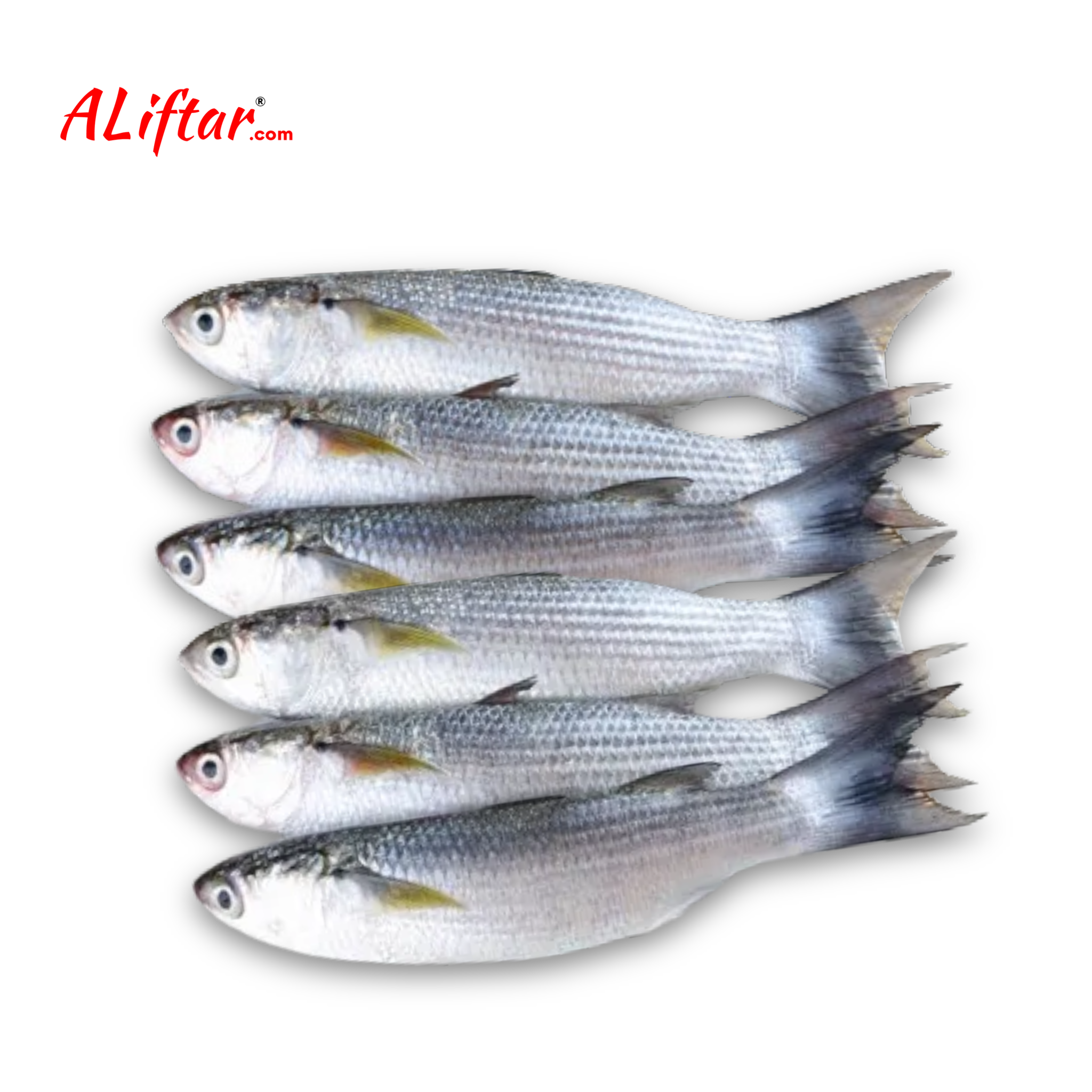 Fresh Biya Fish | Whole | 1Kg – ALiFTAR.com