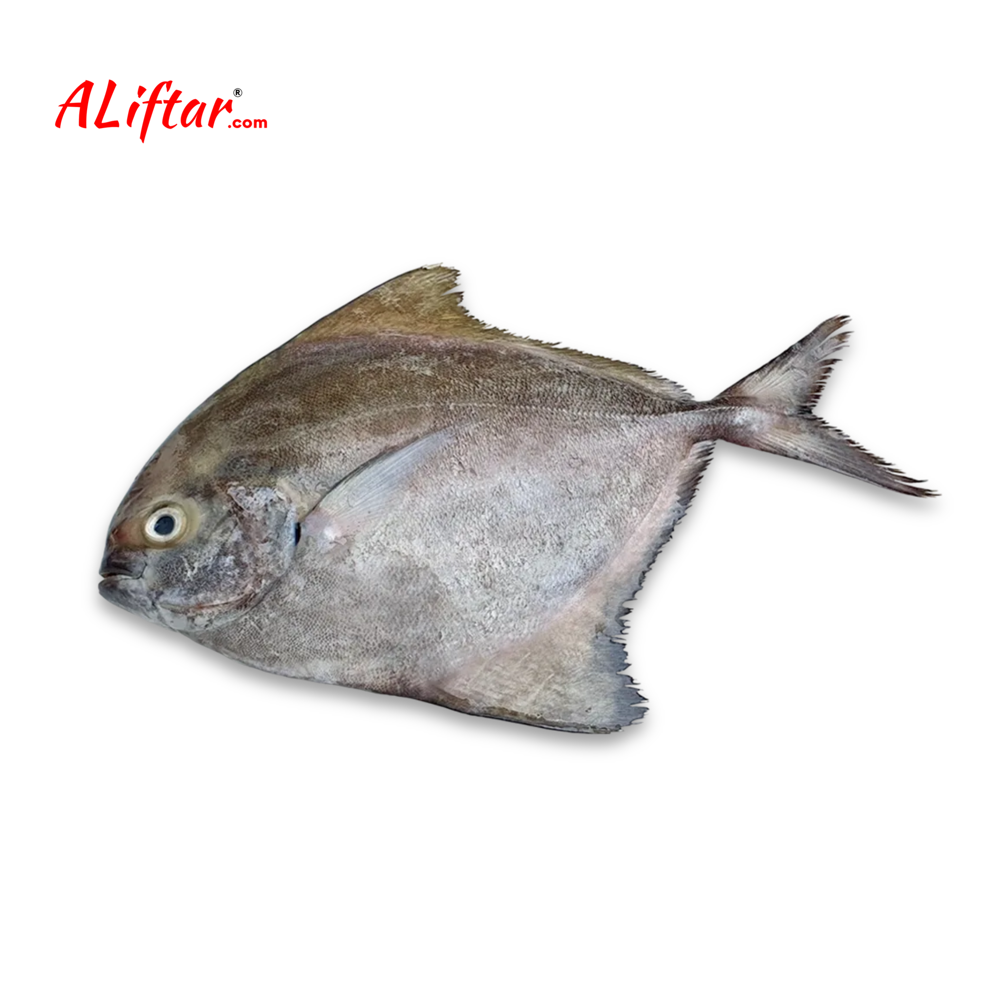 Fresh Black Pomfret Fish (BP) | Whole | 1.5kg – ALiFTAR.com