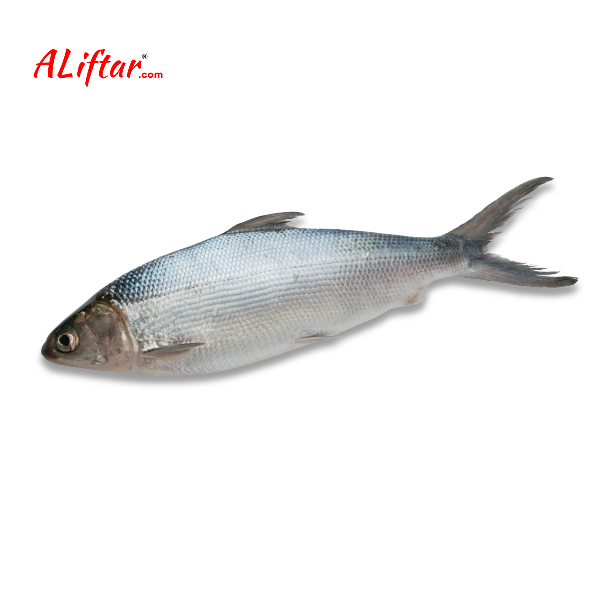 Fresh Milk Fish | Whole | 1Kg – ALiFTAR.com