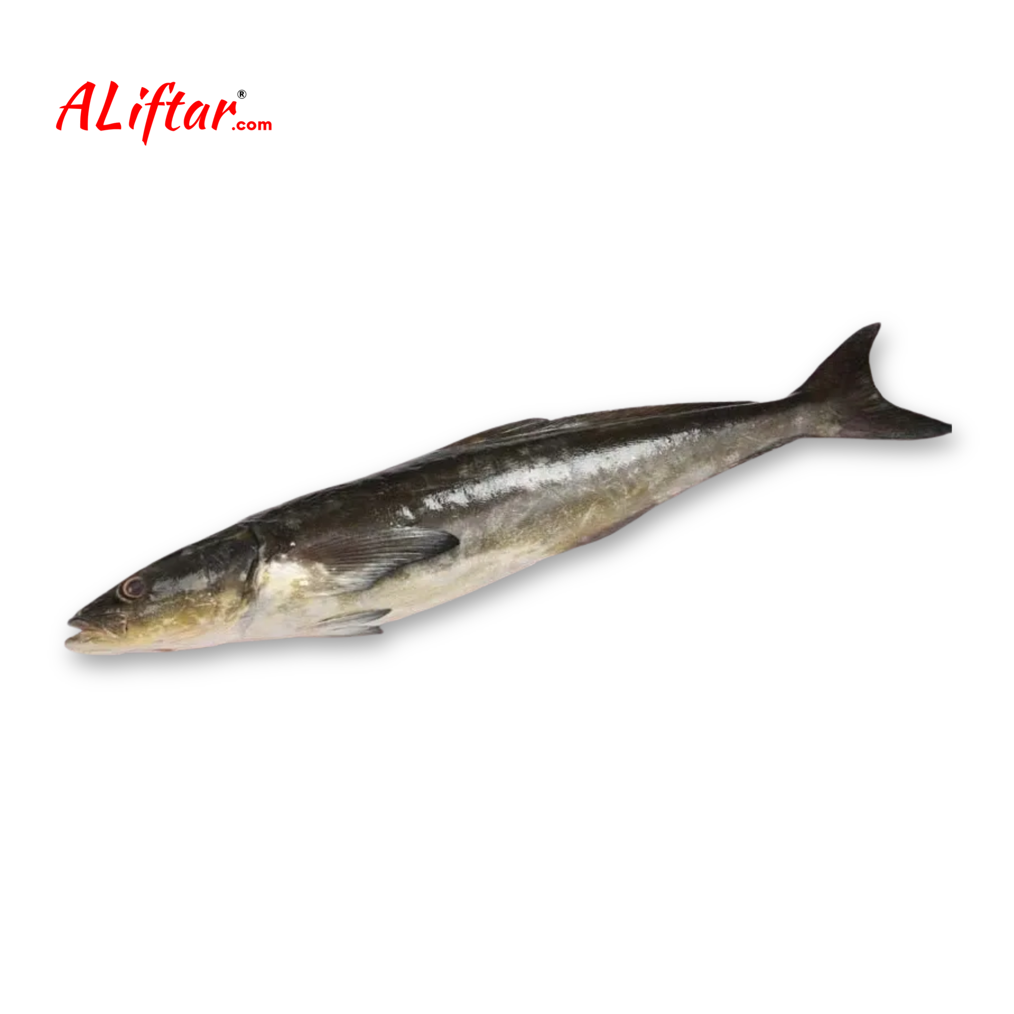 Fresh Motha Modha (Cobia) Fish | WHOLE | 1.5kg – ALiFTAR.com