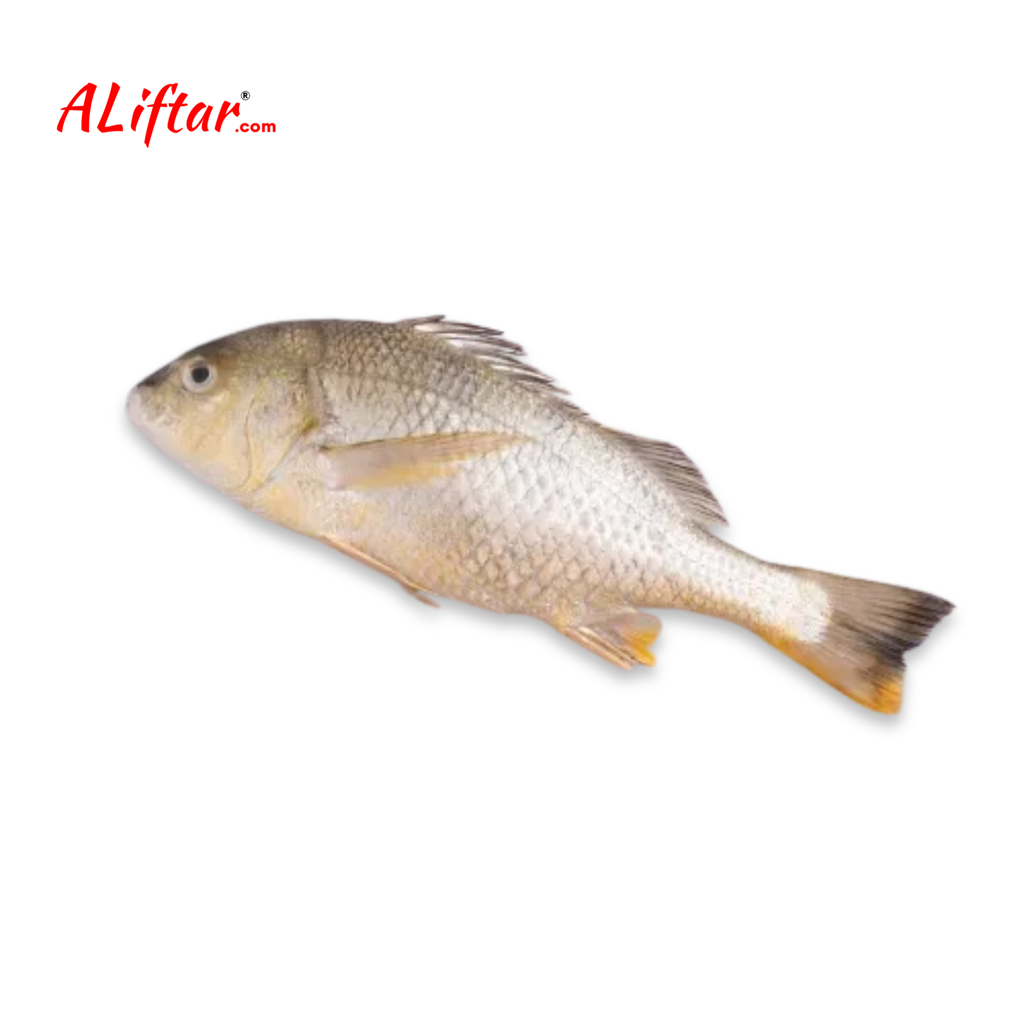 Fresh Nagroor Fish | Whole | 1kg – ALiFTAR.com