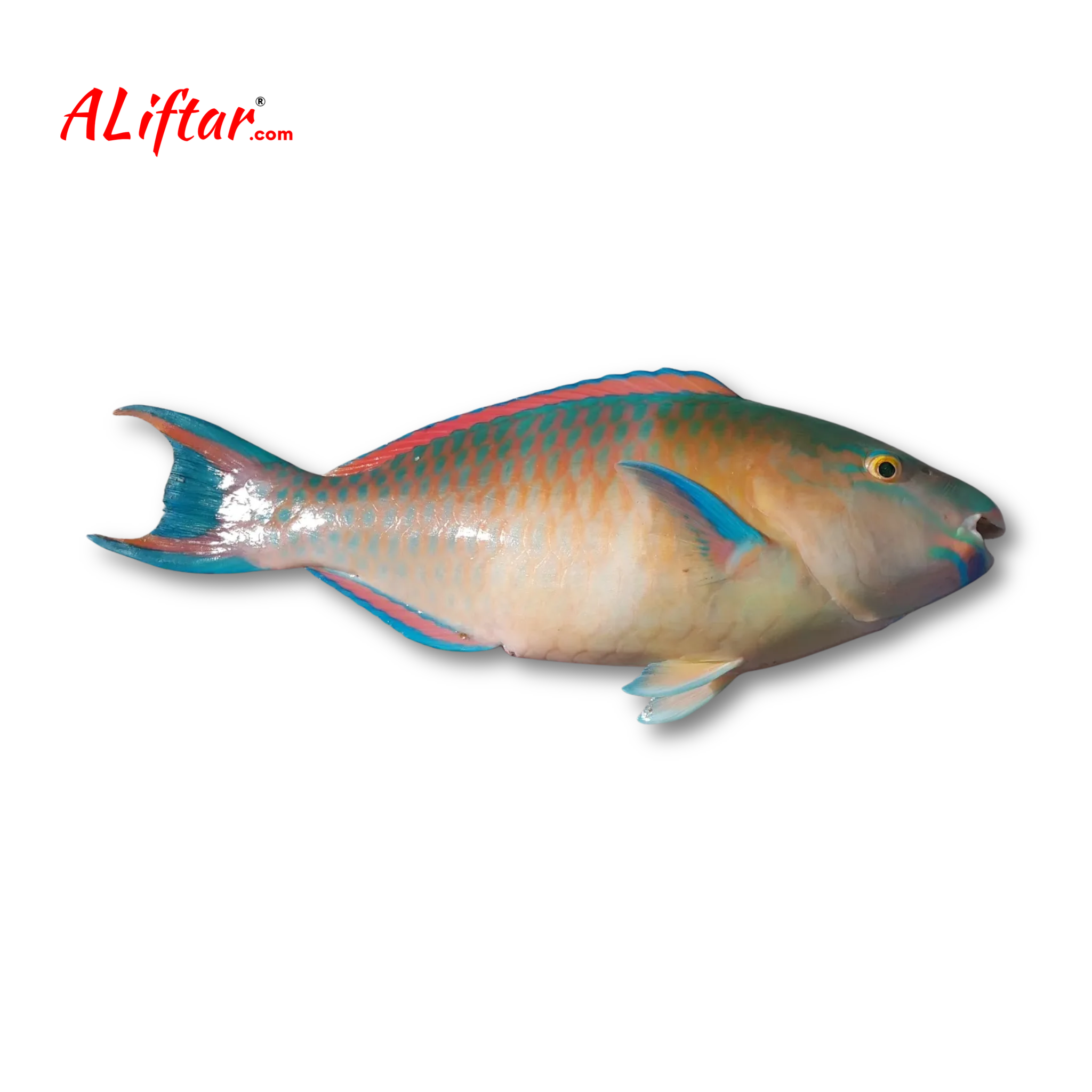 Fresh Parrot Fish | Whole | 3kg+ – ALiFTAR.com