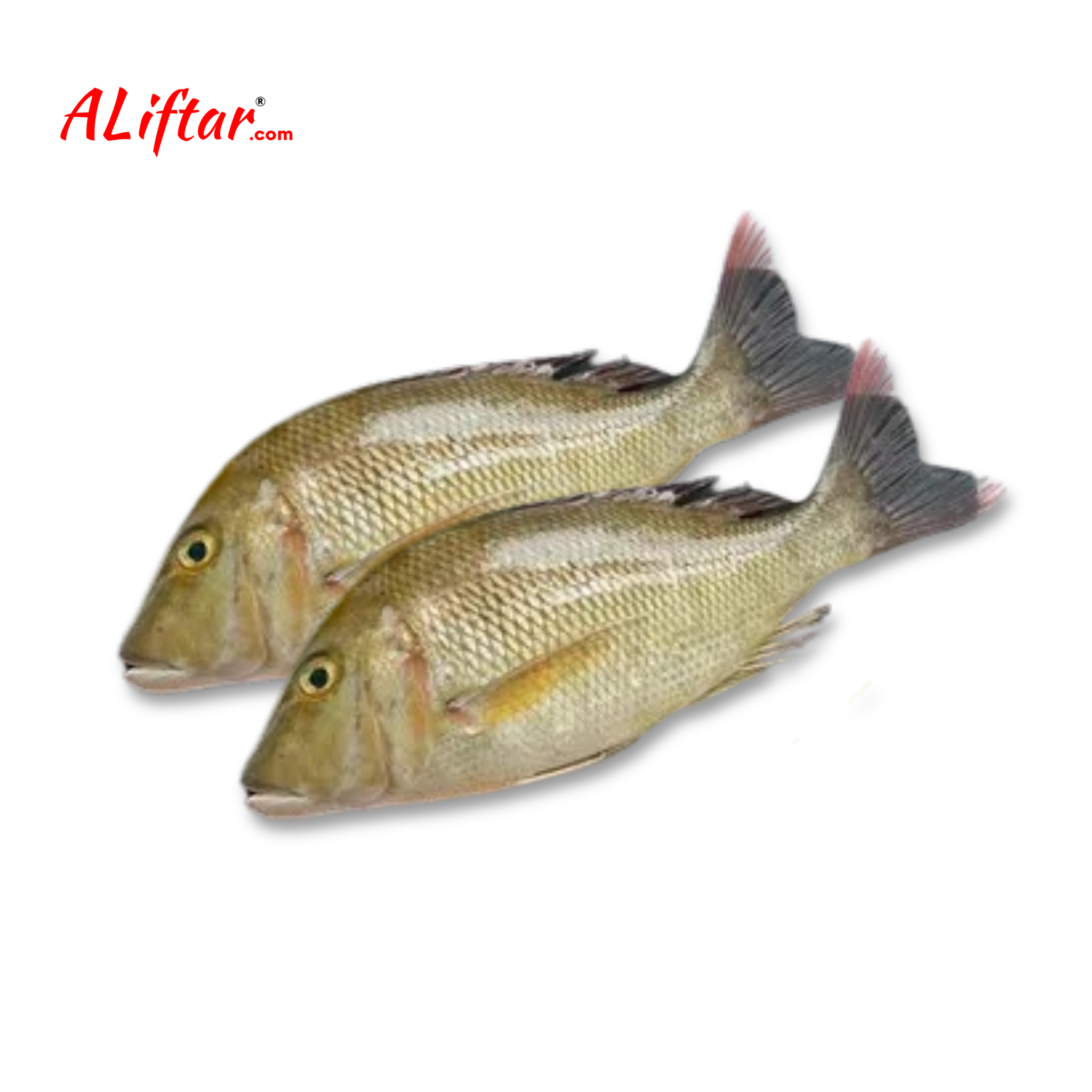 Fresh Sheri Fish | Whole | 1Kg – ALiFTAR.com