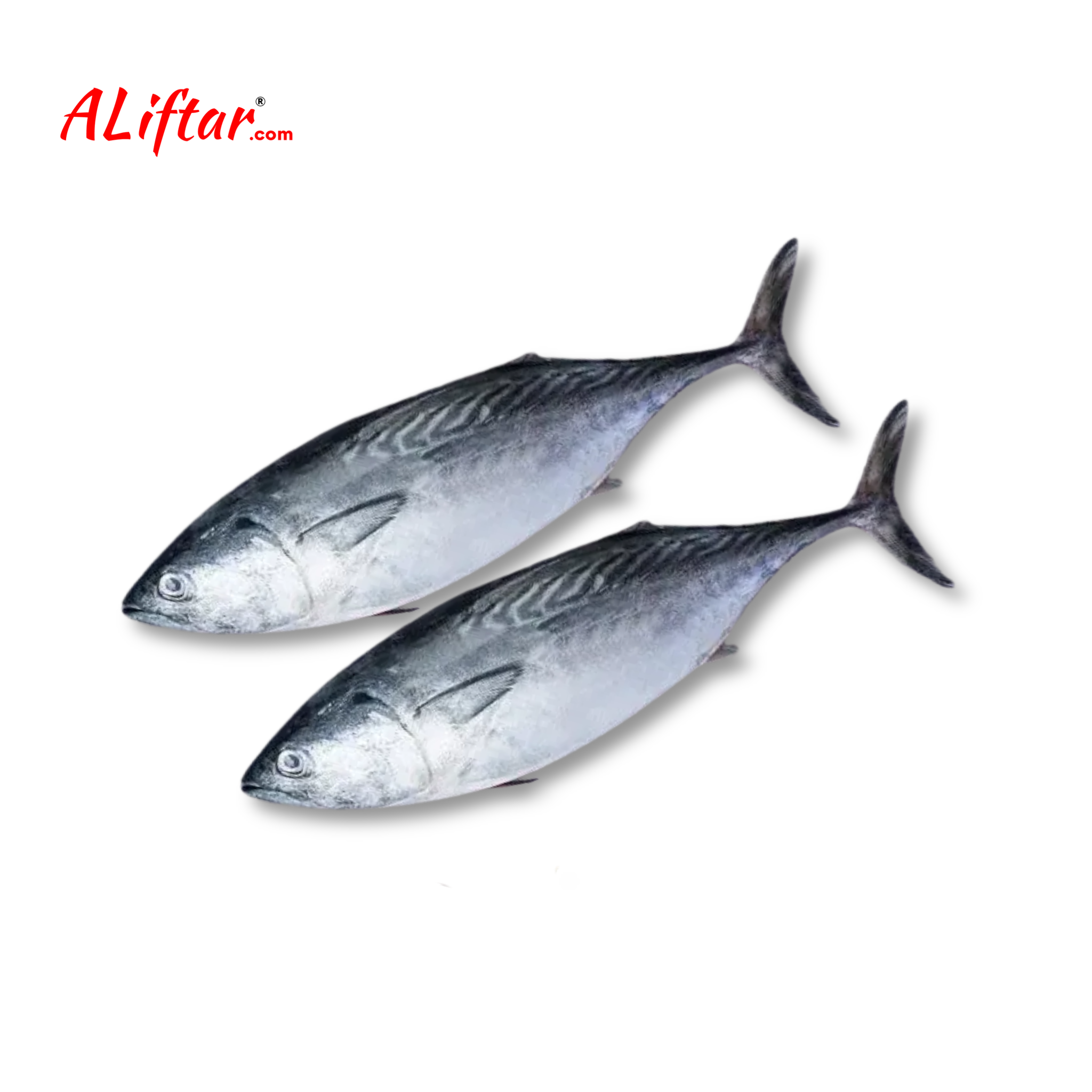 Fresh Tuna Fish 1Pcs | Whole | 3-4kg – ALiFTAR.com