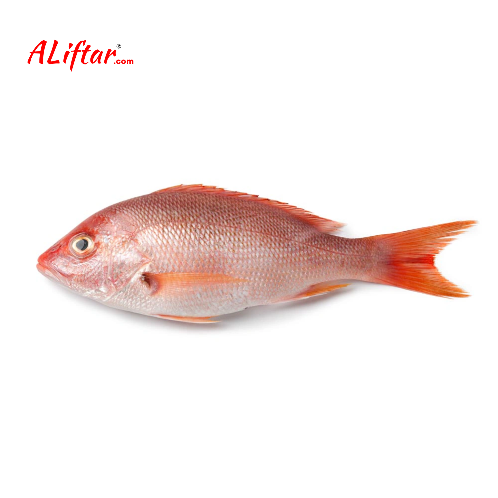Fresh Red Snapper Fish 1-2 Pcs | Whole | 1.5kg – ALiFTAR.com