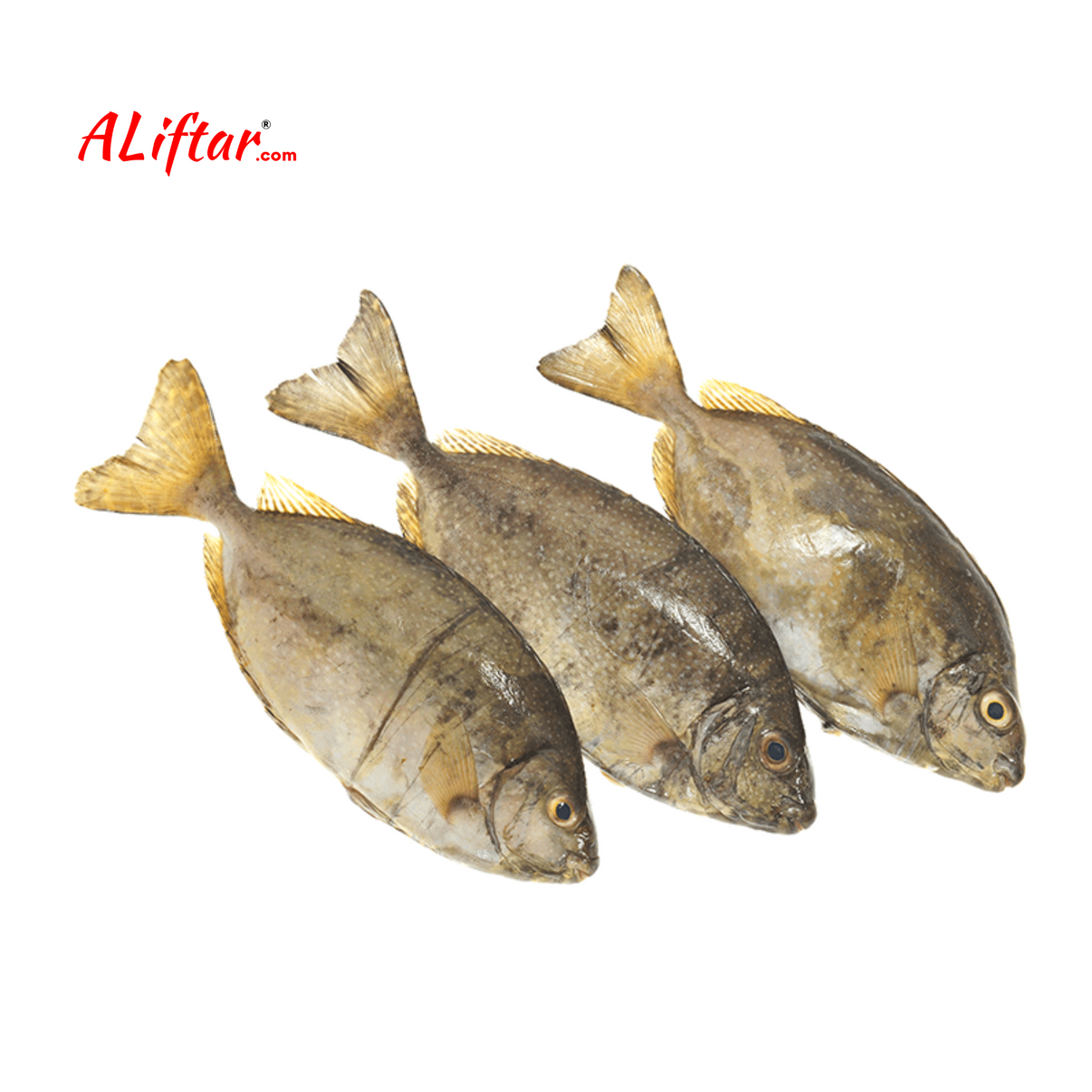 Fresh Safi Fish | Whole | 1kg – ALiFTAR.com
