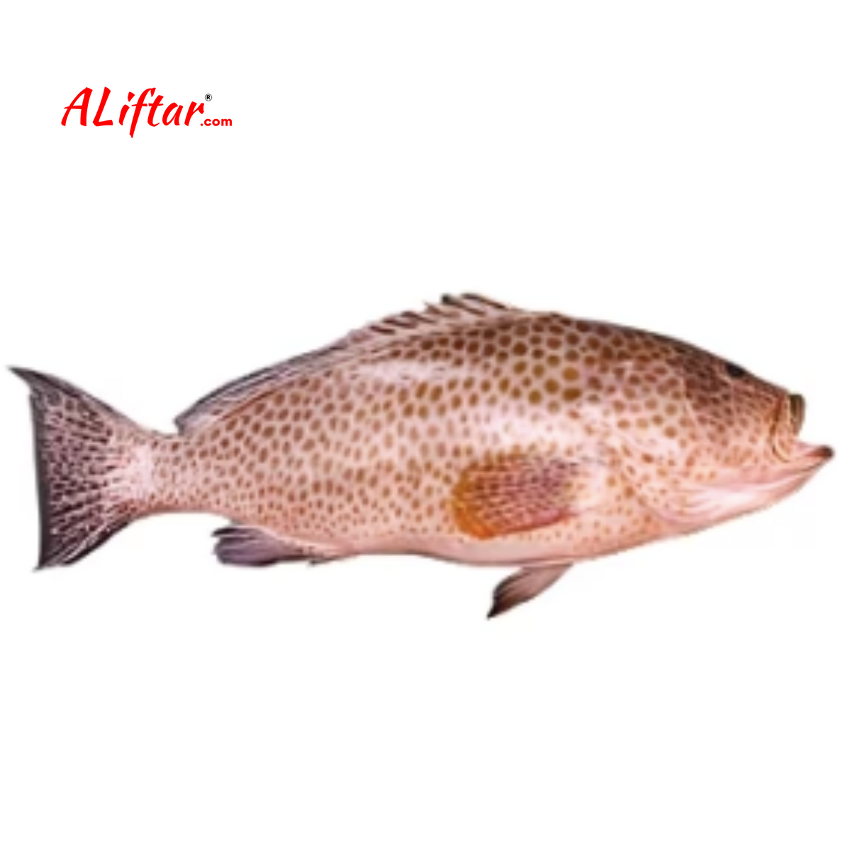 Fresh Hamour Fish | Whole | 2kg+ – ALiFTAR.com